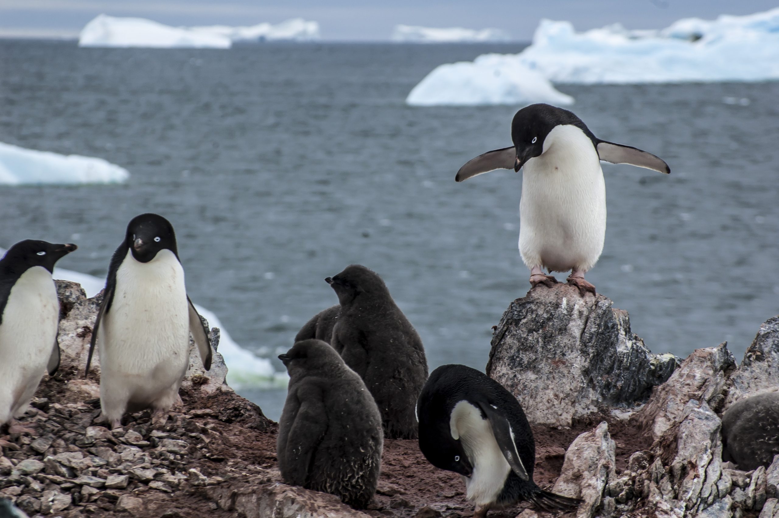 Counting penguins from aerial surveys - HiDef