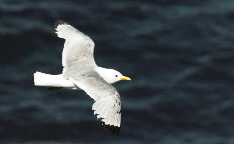 A breakthrough in seabird flight height measurement - HiDef