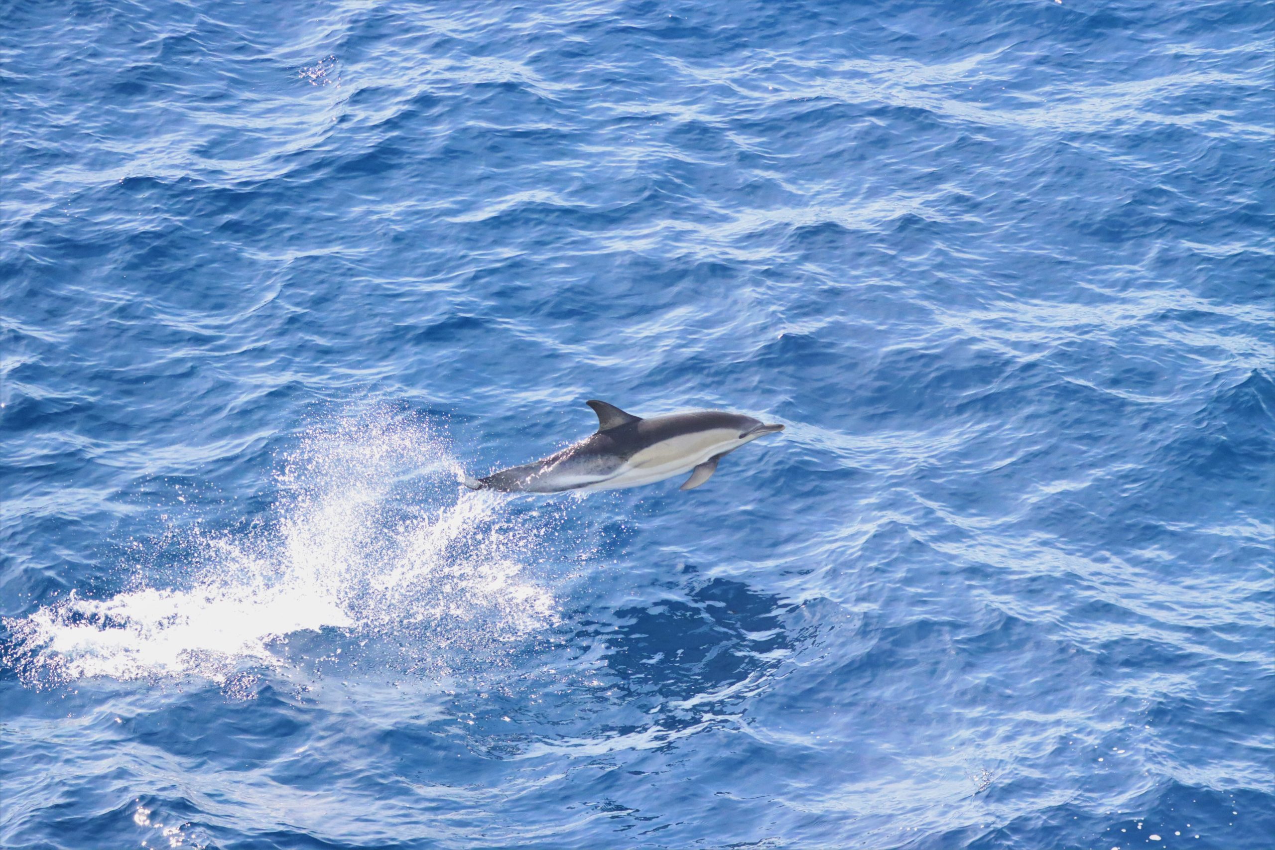 HiDef are partnering in the Ecological Effects of Floating Offshore ...